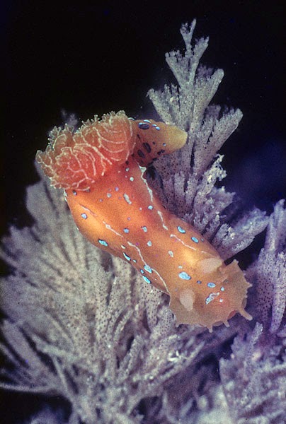 Species of UK: Week 47: Sea Slugs ('Nudibranch')