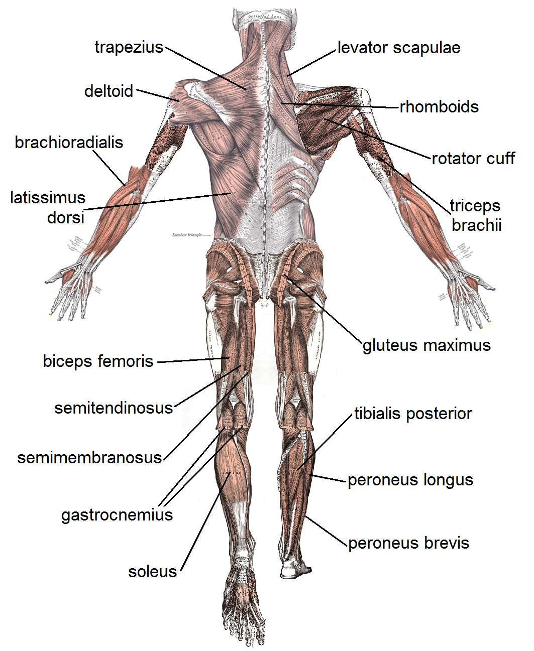 Human Anatomy Posterior 032212 Vector Clip Art Free Clip Art Images human-anatomy-posterior-032212-vector-clip-art-free-clip-art-images