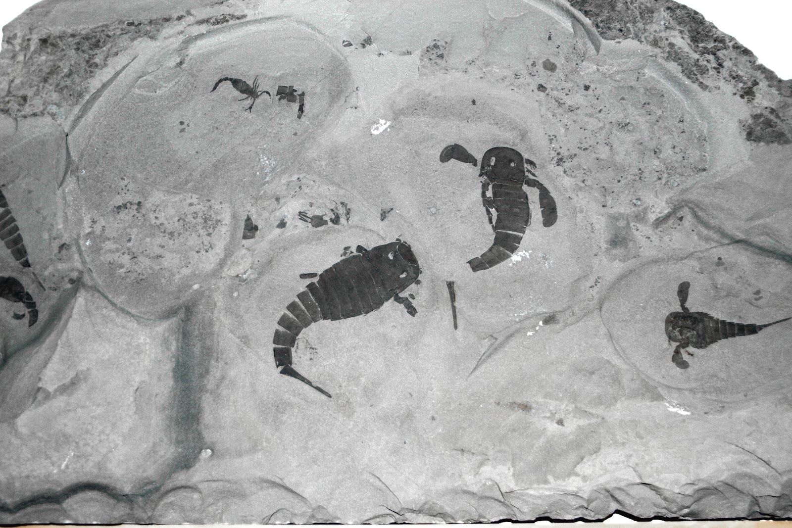 Written In Stone...seen through my lens: The Eurypterid “Eurypterus ...