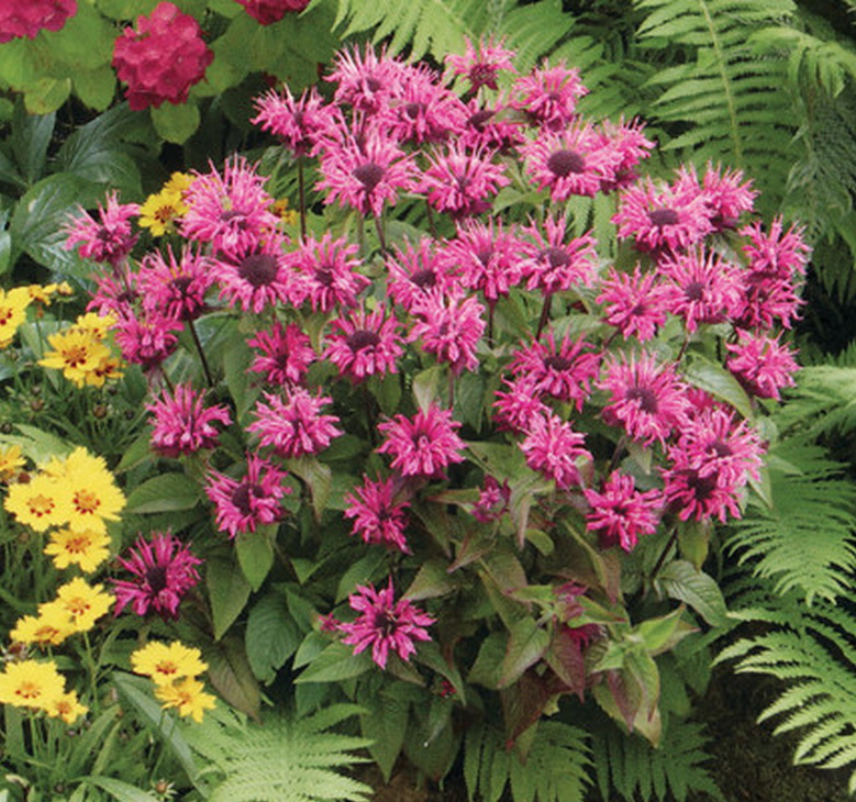 Seminte si plante de gradina hobby: Monarda-Menta indiana