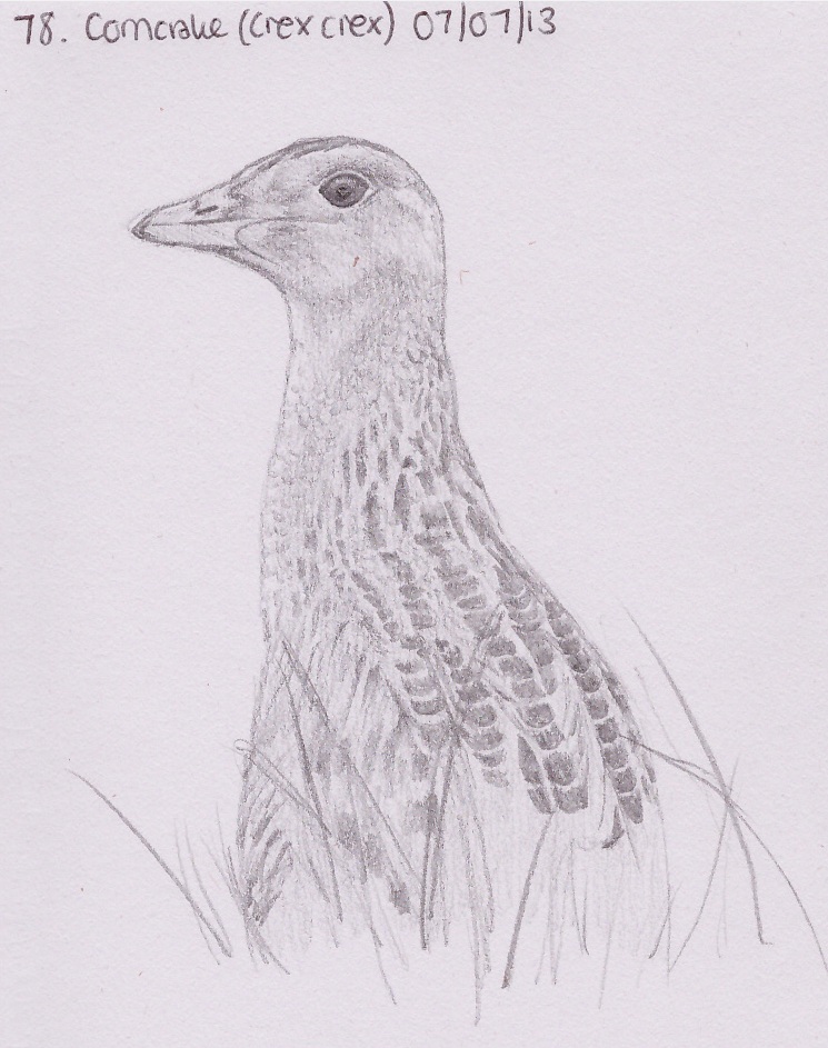 Learn.Draw.BIRD.: 78. Corncrake (Crex crex)