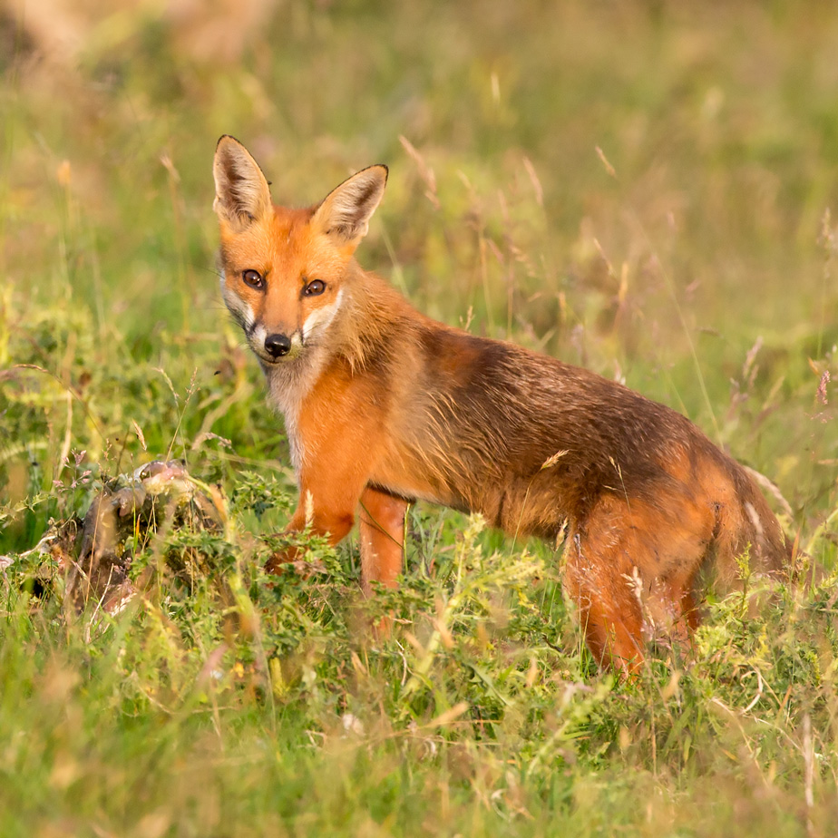 Darley Dale Wildlife: Fox with sheep carcass