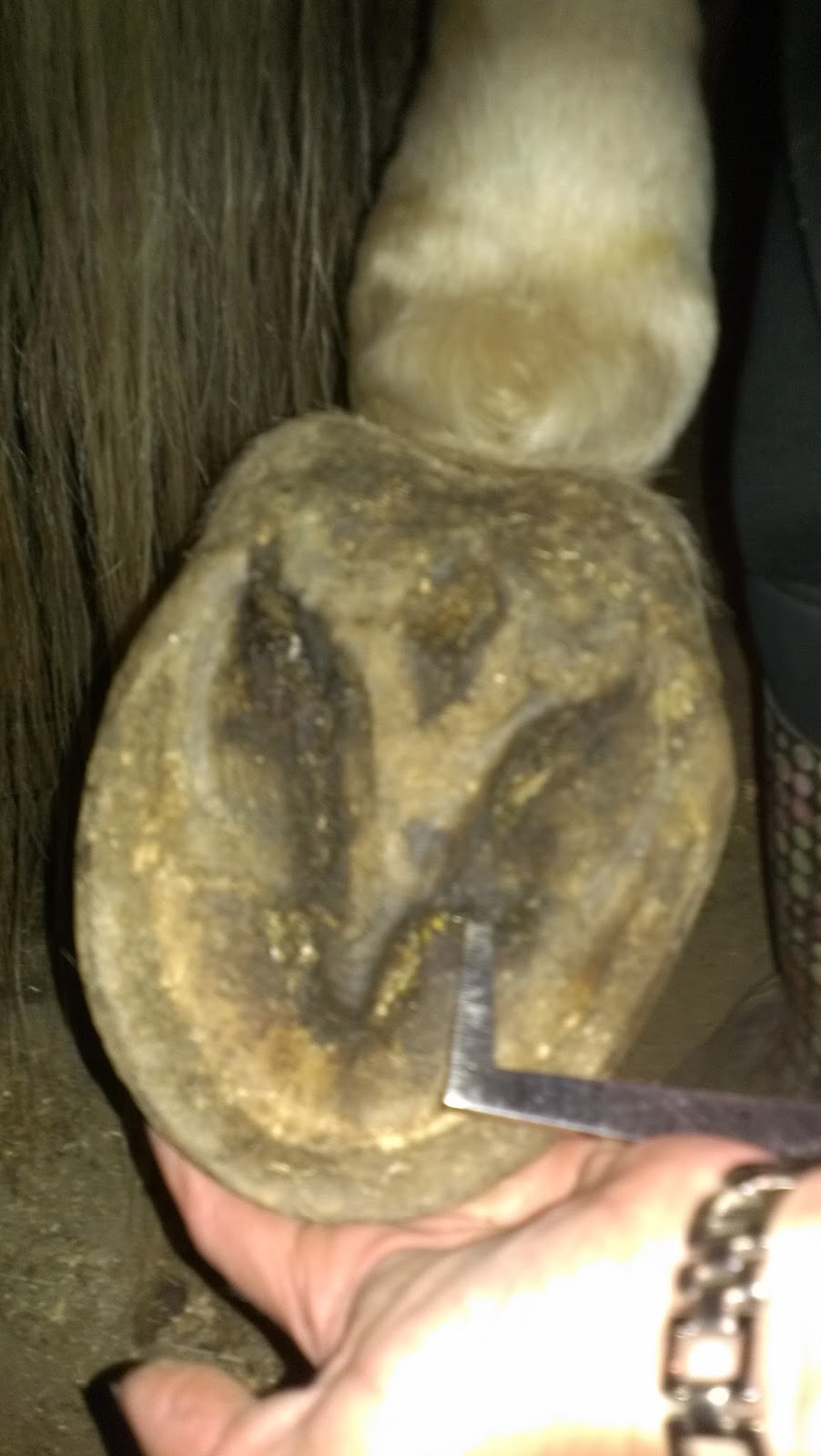 Ace's Feet: Yucky, Stinky Feet