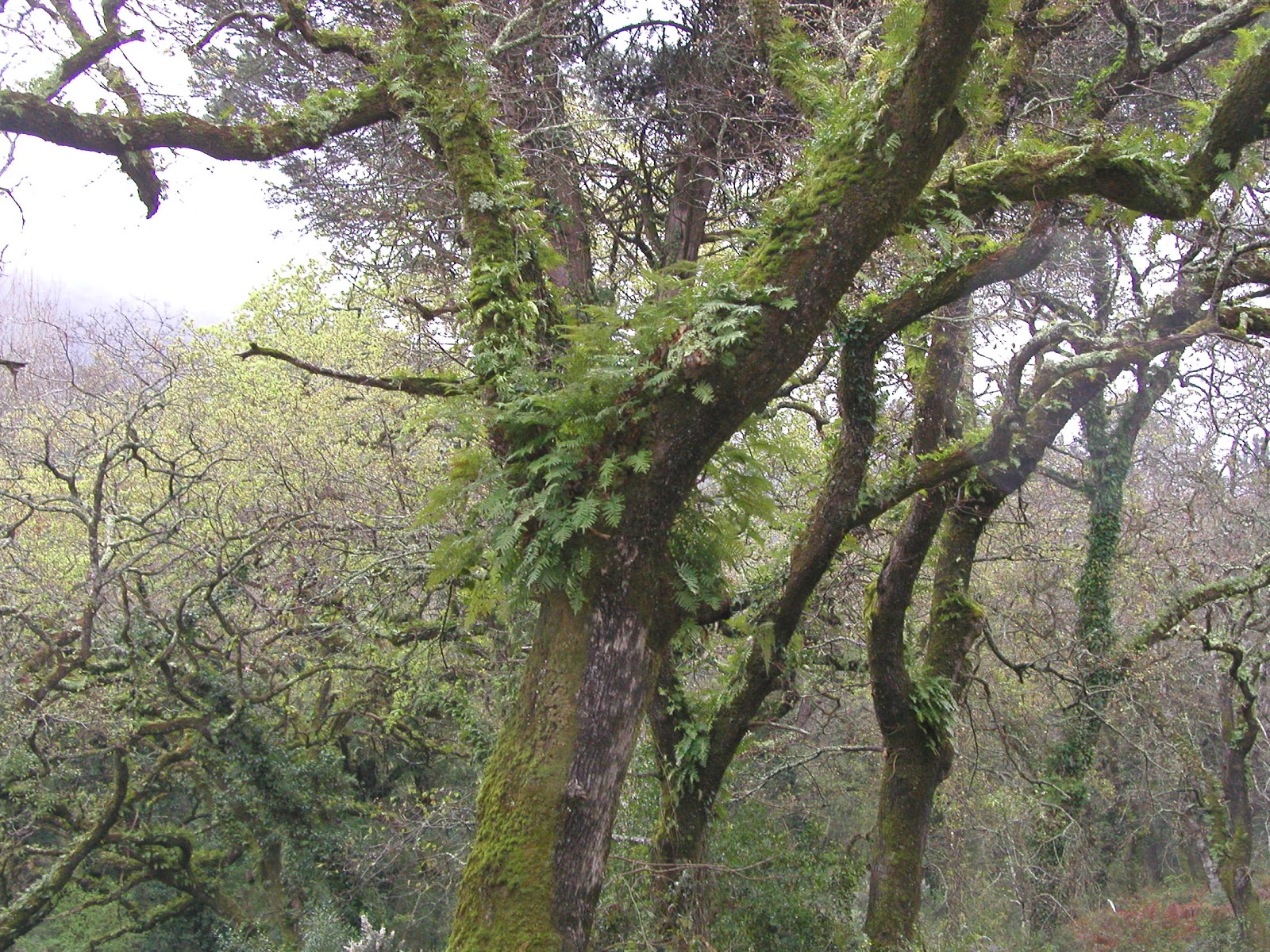 Geração Verde Portugal: Um Bosque perto de si