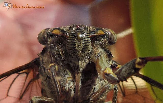 NaturAranjuez: Cicadidae - CHICHARRA