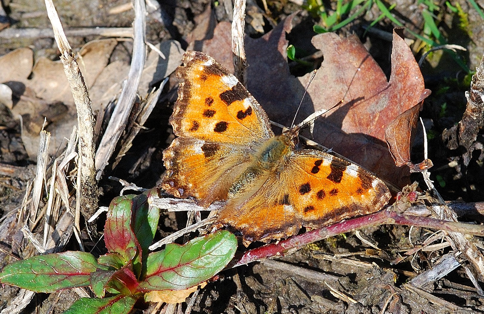 Butterfly Islands: Large Tortoiseshell on the Isle of Wight