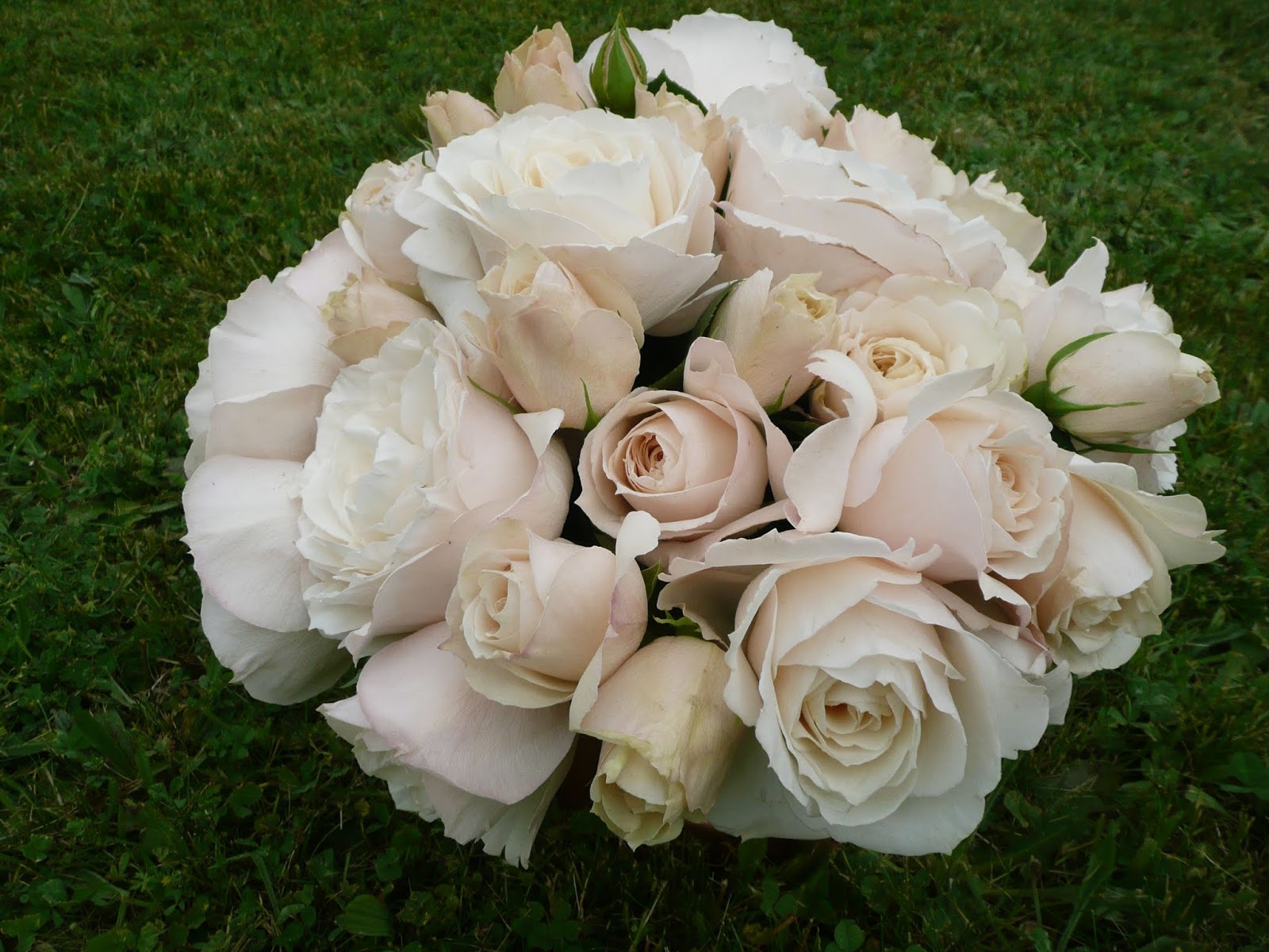 Les 2 nouvelles roses création Georges Delbard de 2018 - Les Carnets de ...