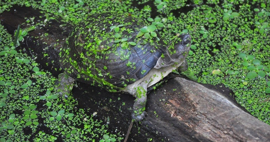 ZOOTOGRAFIANDO (6.100 ANIMALS): TORTUGA DE FANGO AFRICANA OCCIDENTAL ...