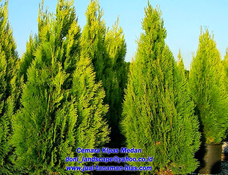 POHON CEMARA KIPAS MEDAN | CEMARA NATAL | THUJA ORIENTALIS | CEMARA ...