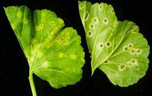 Controlling Garden Pests: Geranium Rust.