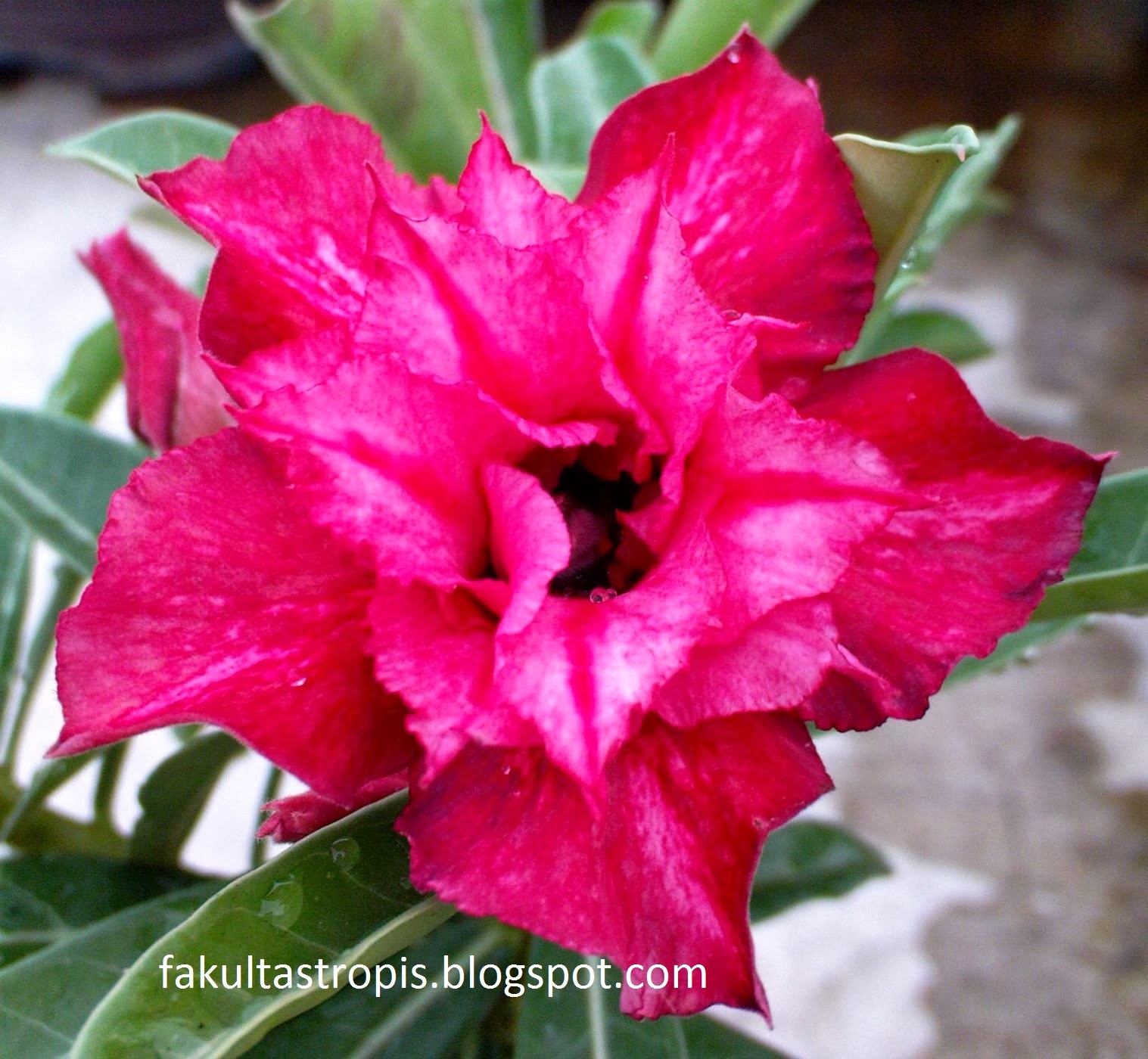 fakultas tropis: Adenium Bunga Tumpuk - 2012