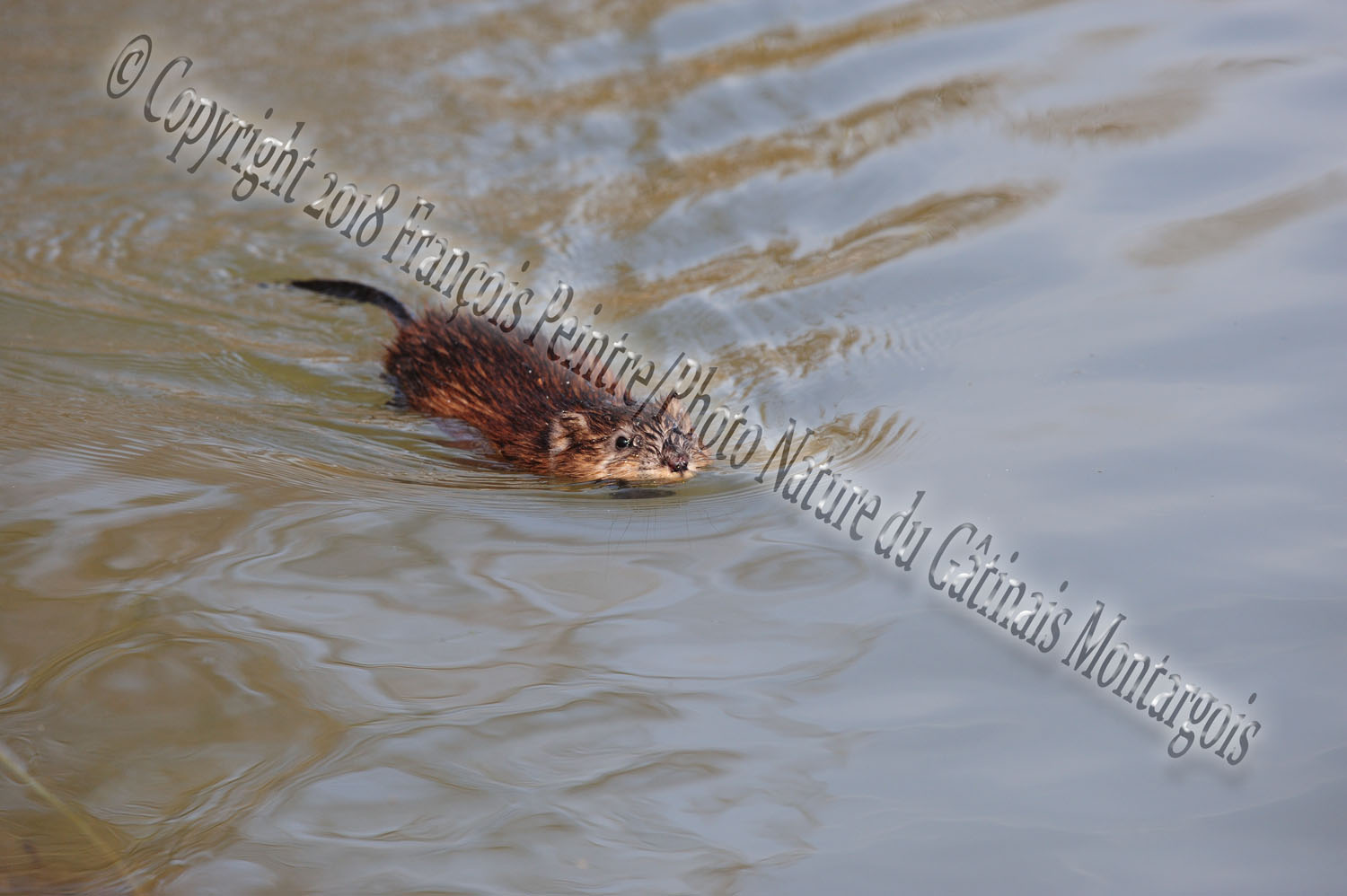 Photo Nature du Gâtinais Montargois: Rat musqué Ondatra zibethicus