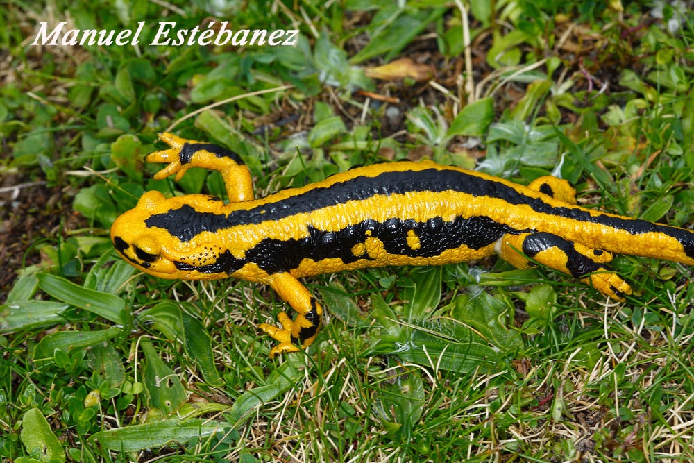 Miradas Cantábricas: Salamandra común (Salamandra salamandra)