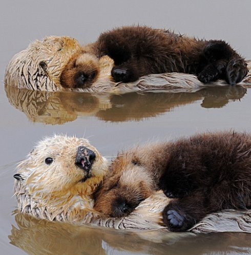 Content in a Cottage: I'm Otter-ly in Love with These Two Otters