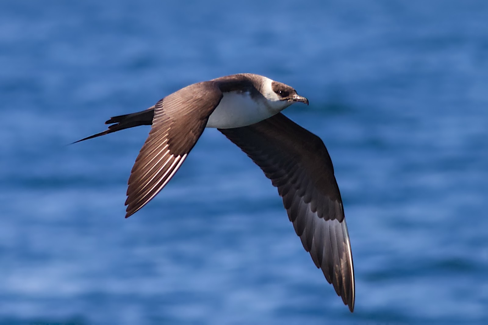 Any One 1-6: Jaeger Birds HD Wallpapers