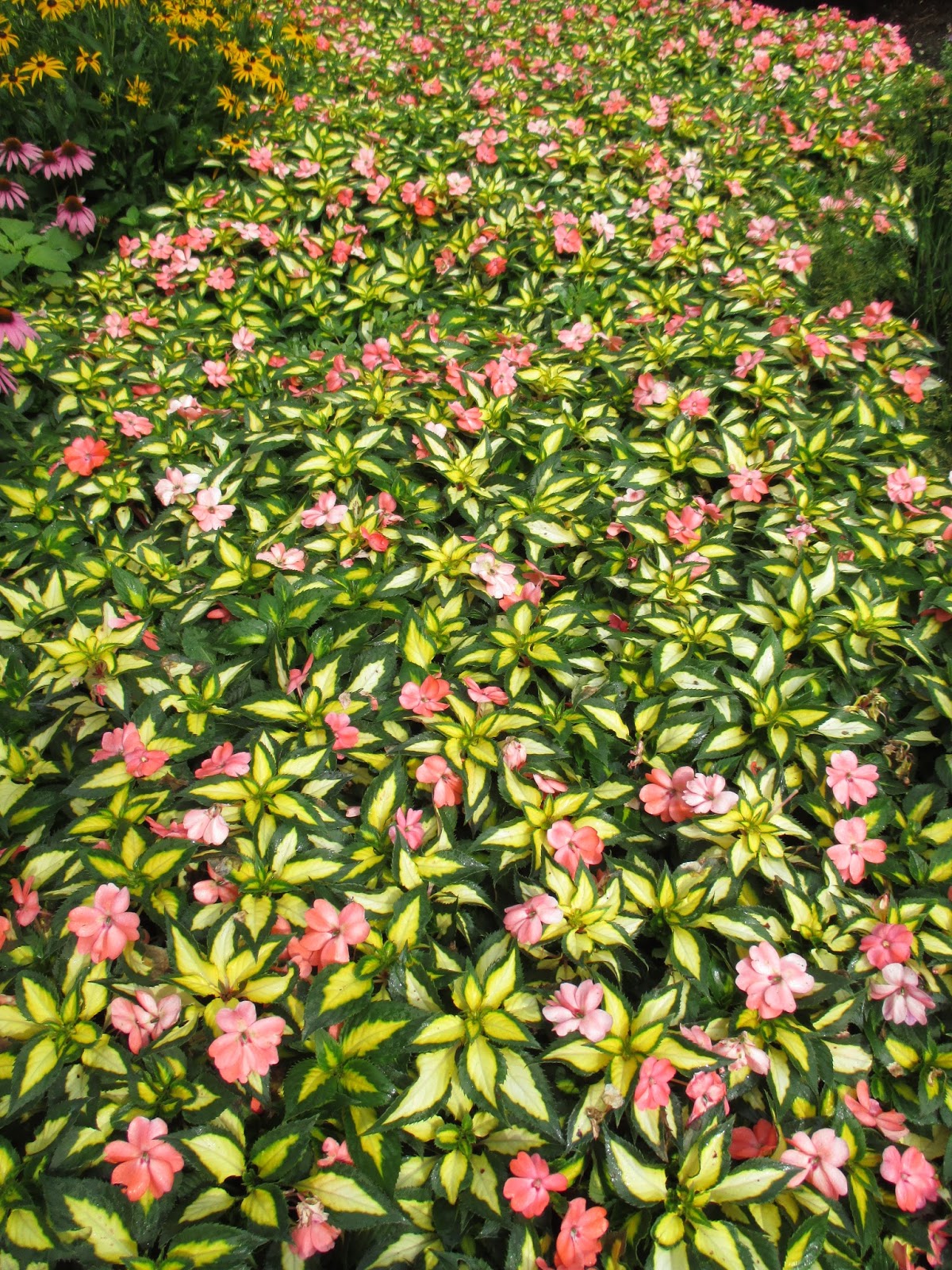 SunPatiens - The Real Deal | Rotary Botanical Gardens
