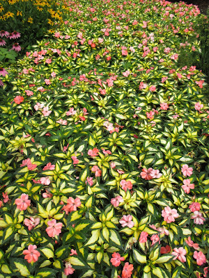 SunPatiens - The Real Deal | Rotary Botanical Gardens