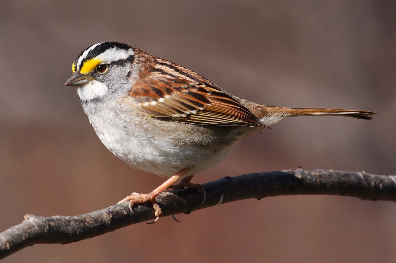eScienceCommons: Wild sparrow study traces social behaviors in the ...