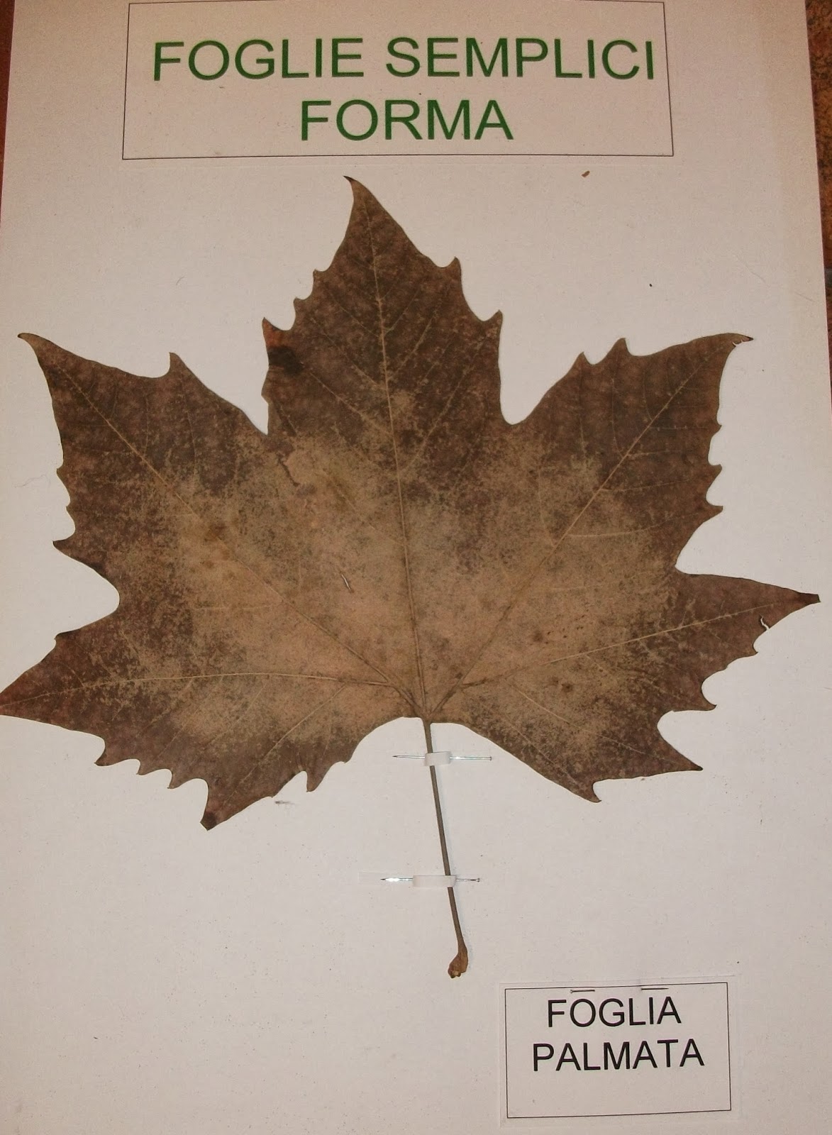 FloraVegetazionePaesaggio: La foglia: forma, margine, nervatura