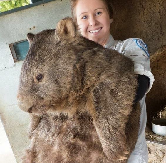 BLOG: The World’s Oldest, And Possibly Largest, Wombat Turns 29