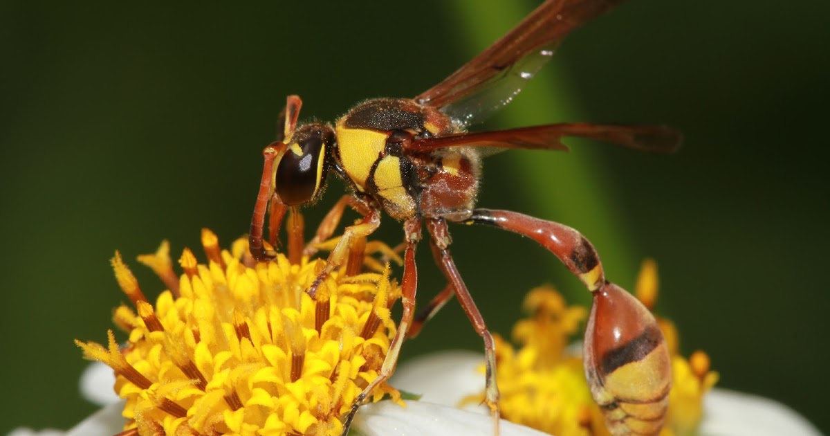 台灣胡蜂 : Delta esuriens subsp. okinawae Giordani Soika, 1986黃領錐腹蜾蠃