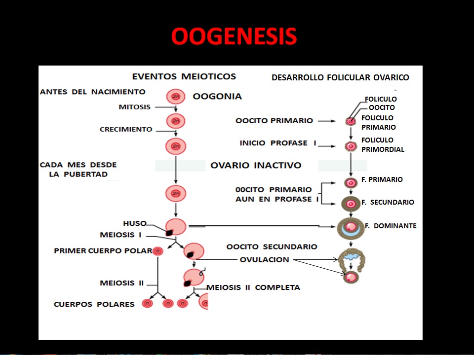 MANUAL DE REPRODUCCION BOVINA: EMBRIOLOGIA