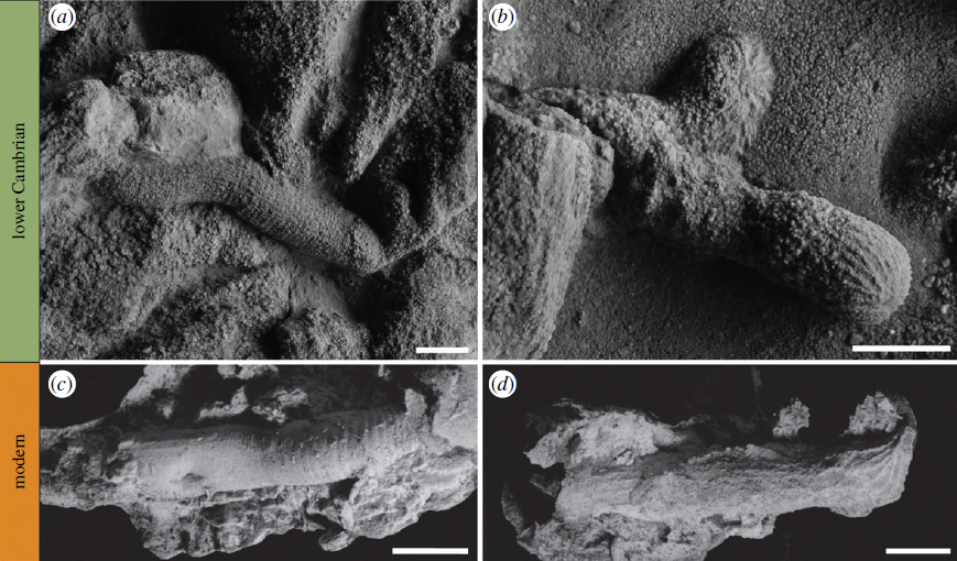 Sciency Thoughts: Priapulid-like Scalidophoran Worms preserved within ...