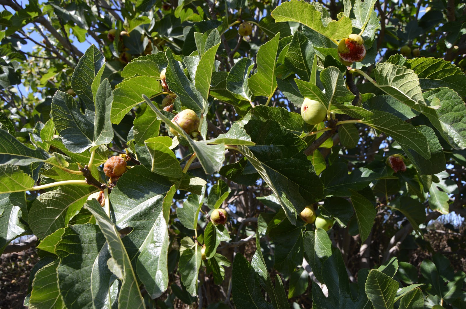 eshijar : EL HIGO , UNA FRUTA DE SEPTIEMBRE