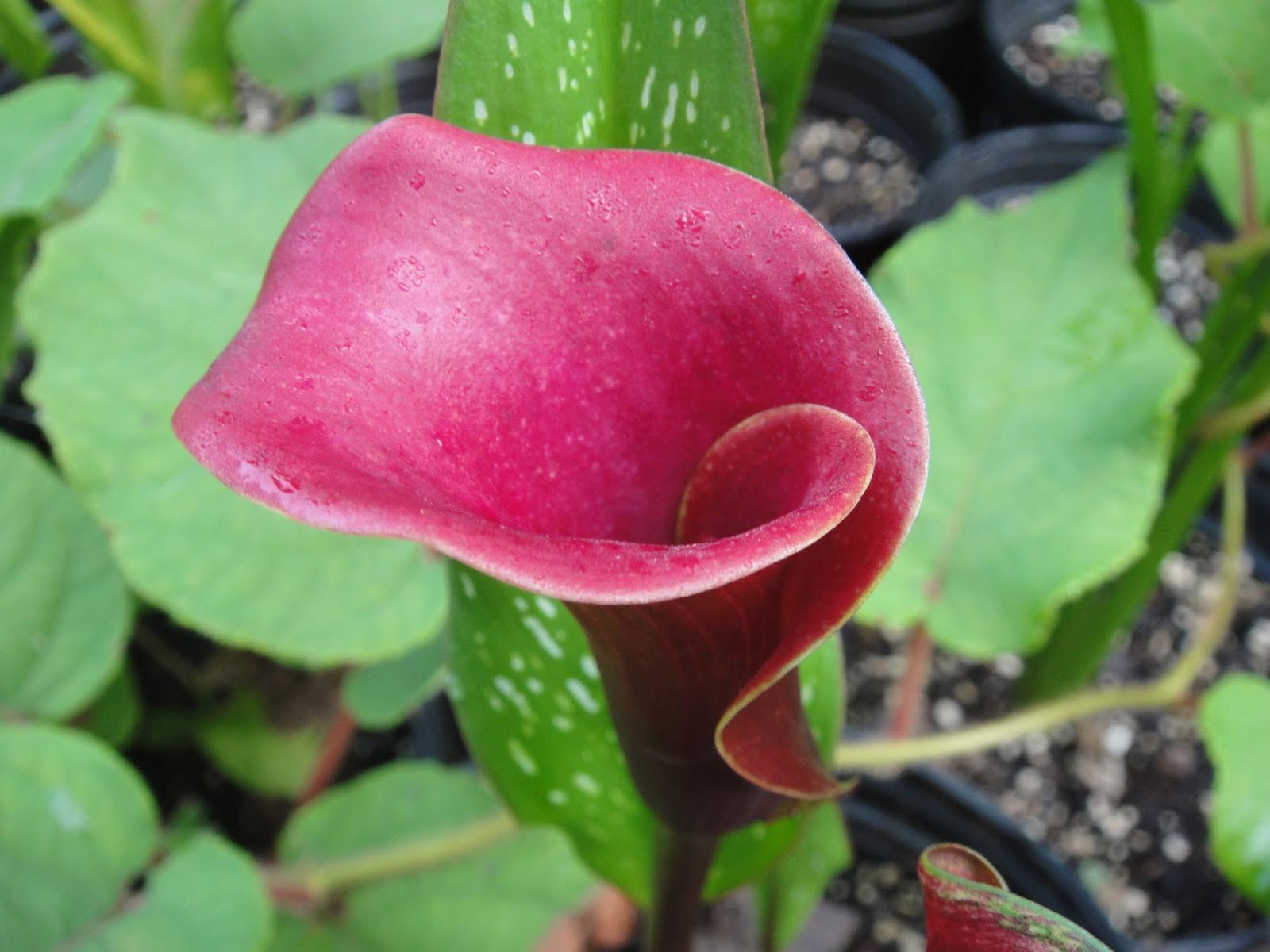 Gallery of Callas Lilies by Color: Red Calla Lilies