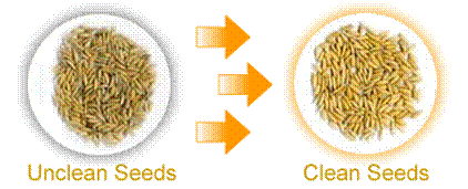Nature and Farming: Rice Production: Chapter 4 - Seed selection and ...