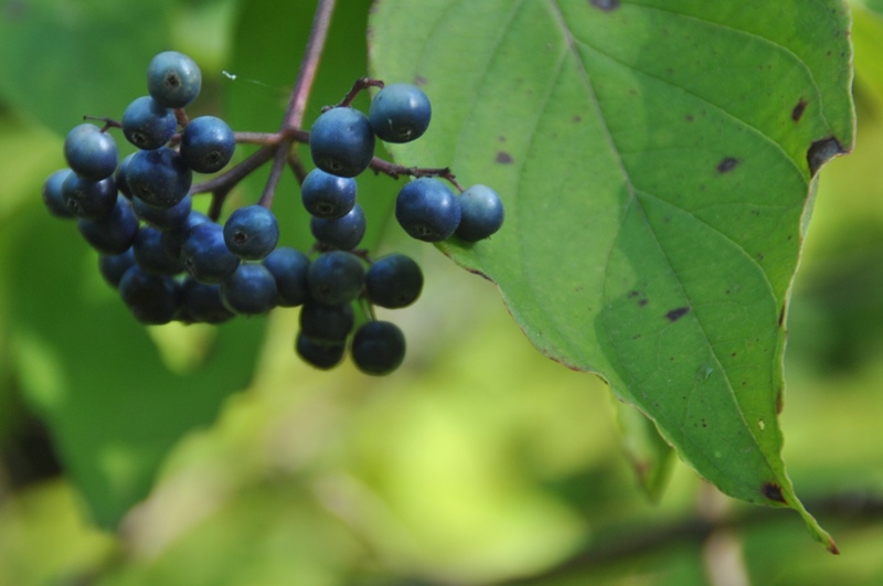 Southeastern PA Hiking: Horse-Shoe Trail - Great Valley Nature Center ...