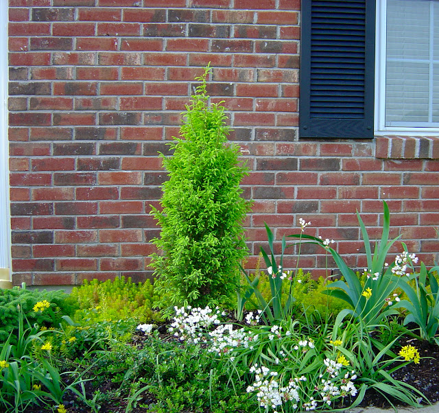 Plant Inventory: Juniperus communis / Columnar Juniper