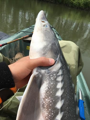 Sturgeon General's Warning