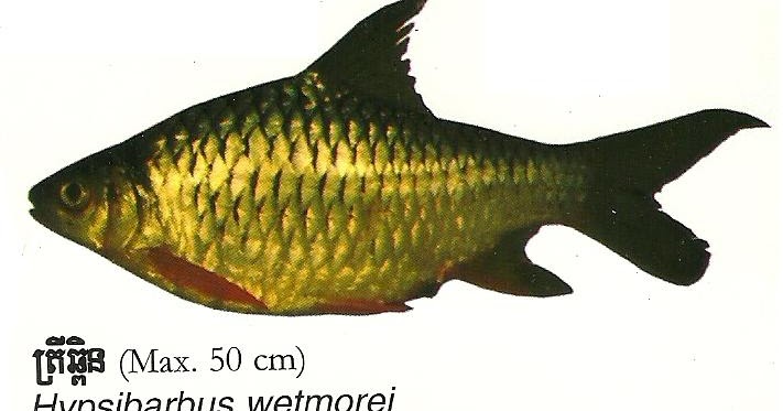 ប្រជុំសត្វព្រៃកម្ពុជា : ត្រីឆ្ពិន Hypsibarbus wetmorei