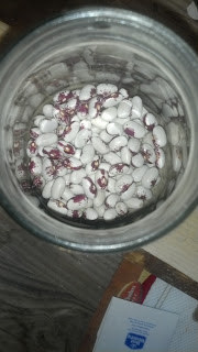 Northwest Foraging: Growing Dry Beans - Heirloom Rockwell Beans
