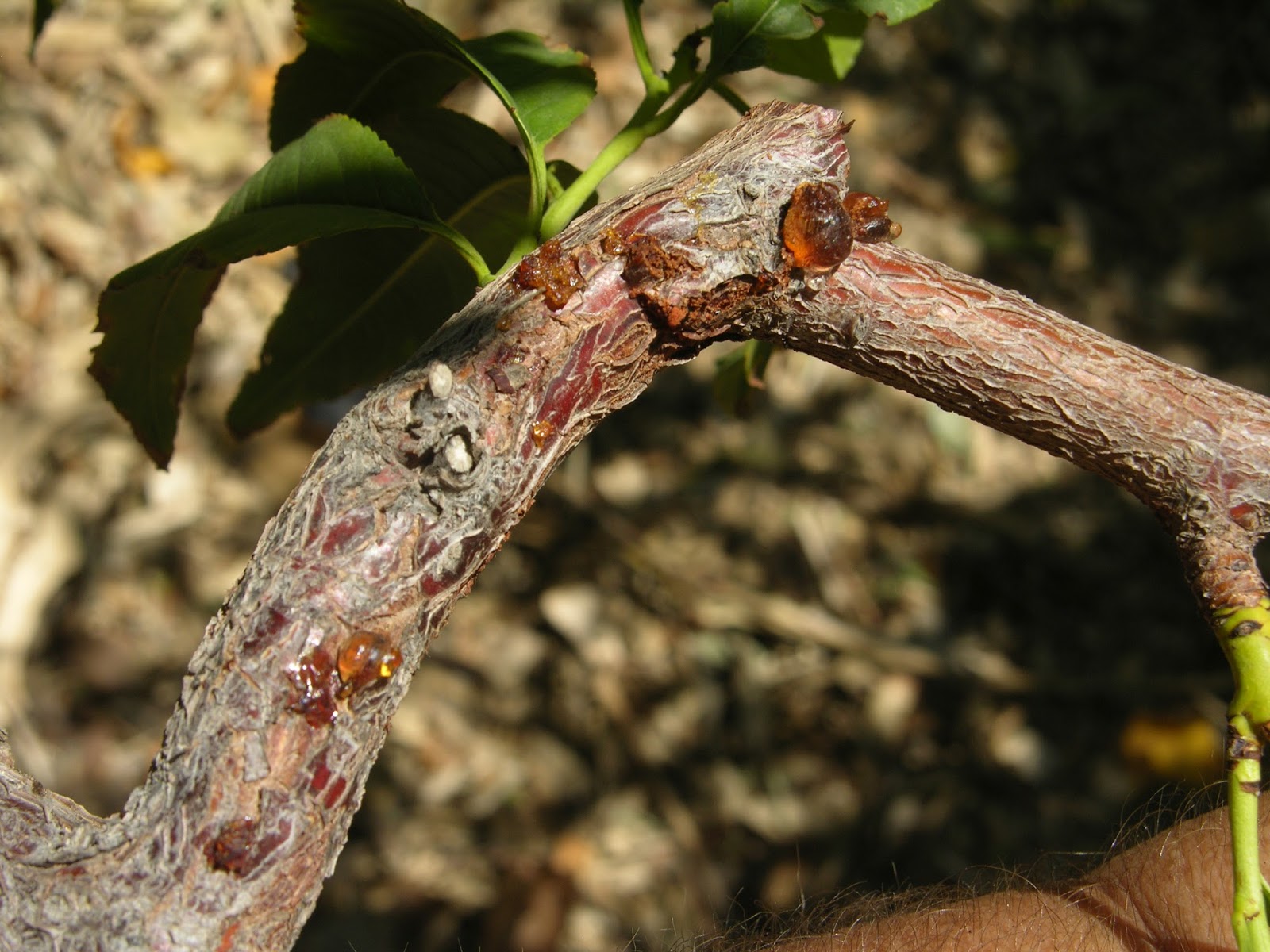 Xtremehorticulture of the Desert: Tree Died. Planting in the Same Hole.