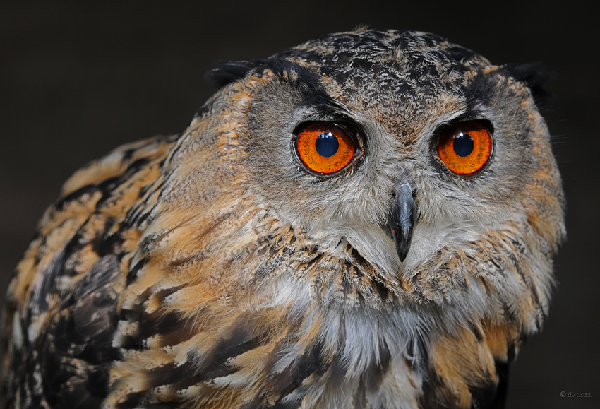 IMÁGENES DE BUHO CHIQUITO - Imagui