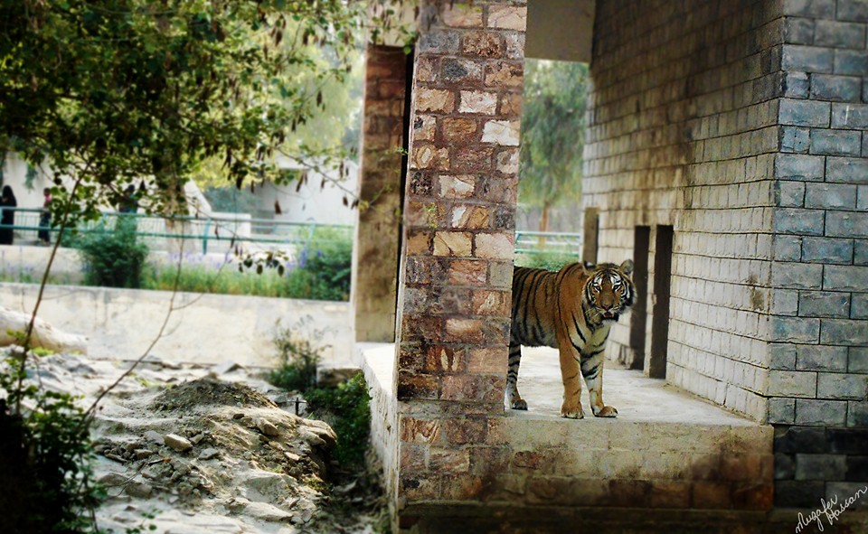 The Bahawalpur ZOO | Our Bahawalpur The Bahawalpur ZOO | Our Bahawalpur