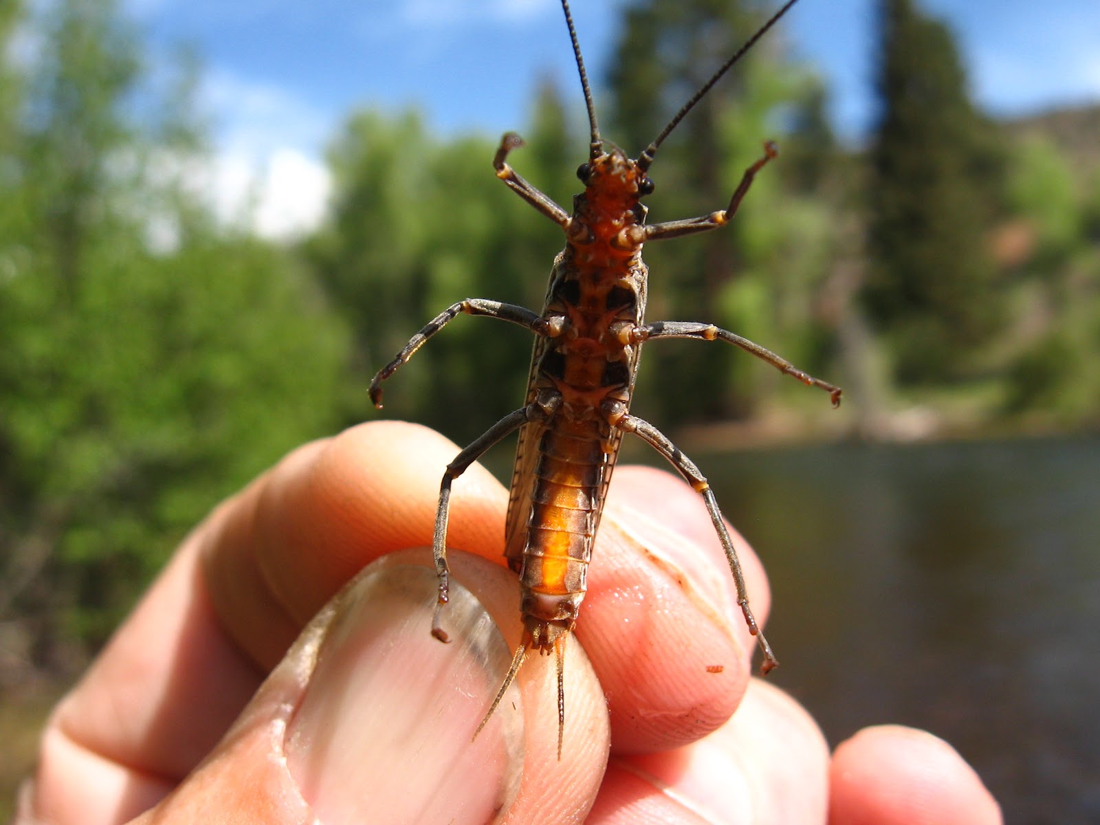 OUTDOORS NM: Stone Fly Hatch Makes for Great Fly Fishing & the Conejos ...