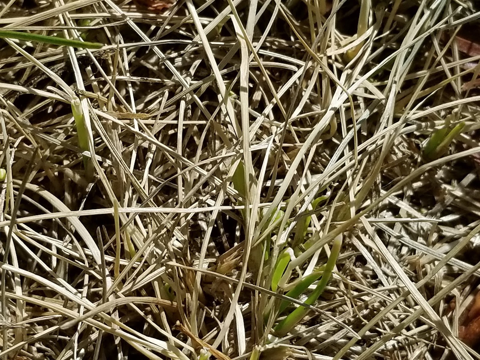 CO-Horts: Ascochyta Leaf Blight on Lawns – 2017 Version