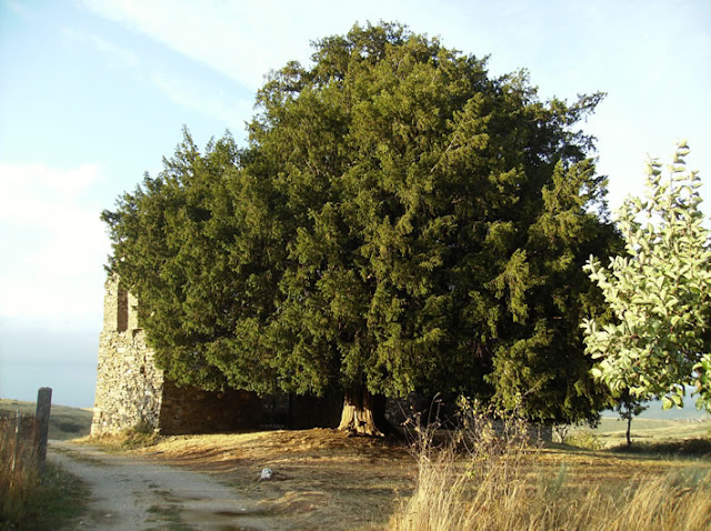 ARTE Y JARDINERÍA : Tejo (Taxus baccata)
