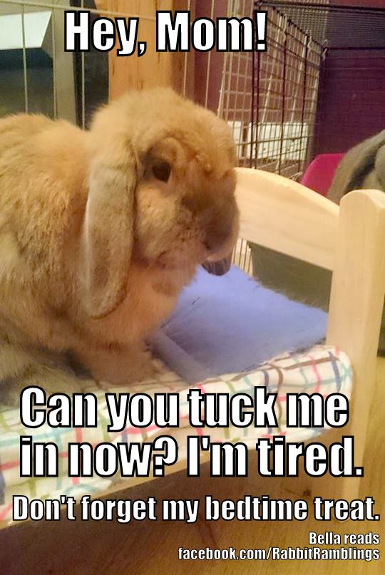 Rabbit Ramblings: Funny Bunny Memes