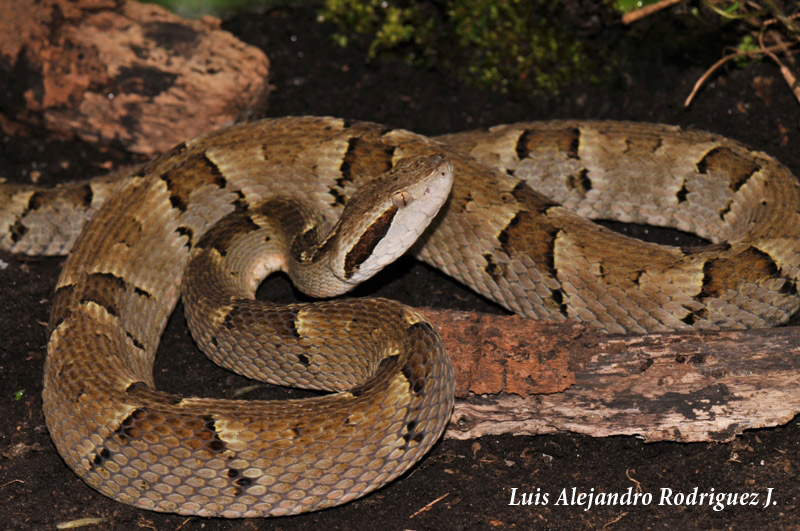 Bothrops venezuelensis - Alchetron, The Free Social Encyclopedia