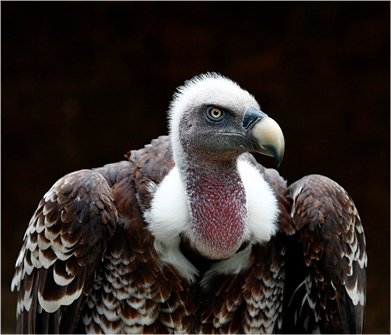 FOTO NATURA HUESCA 2: BUITRE MOTEADO gyps rueppellii Alfred Edmund ...