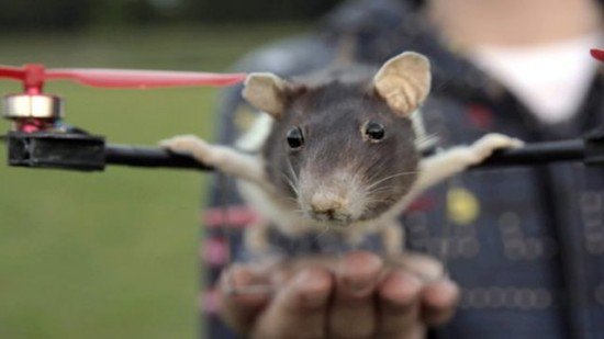 Il transforme son rat mort en drone - L'assurance d'une vie meilleure ...