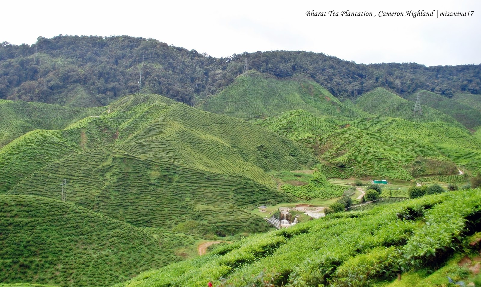 Bharat Tea Plantation,Cameron Valley, Tanah Rata, Cameron Highlands-
