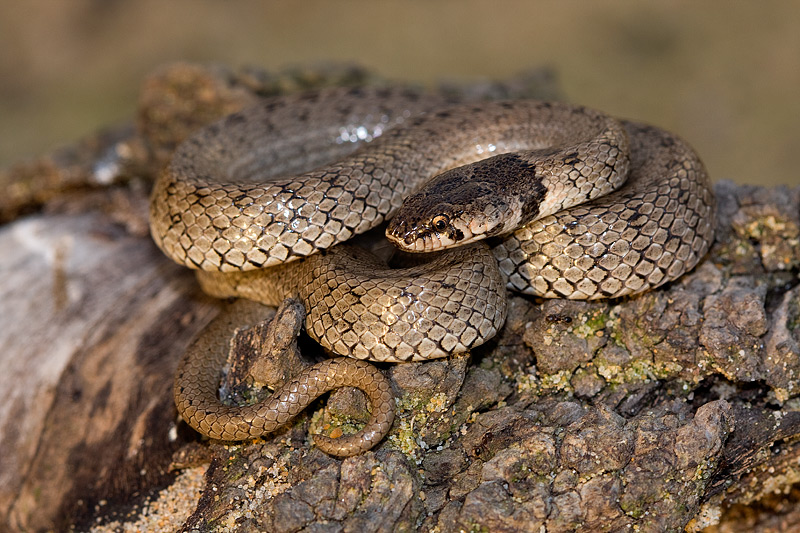 LA NATURALEZA EN CASA: Culebra de cogulla (Macroprotodon cucullatus)