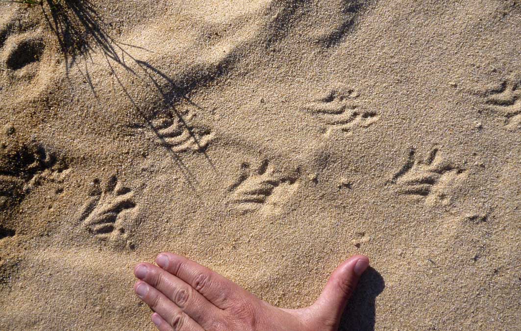 Huellas, rastros y señales: Sapo común (Bufo bufo)