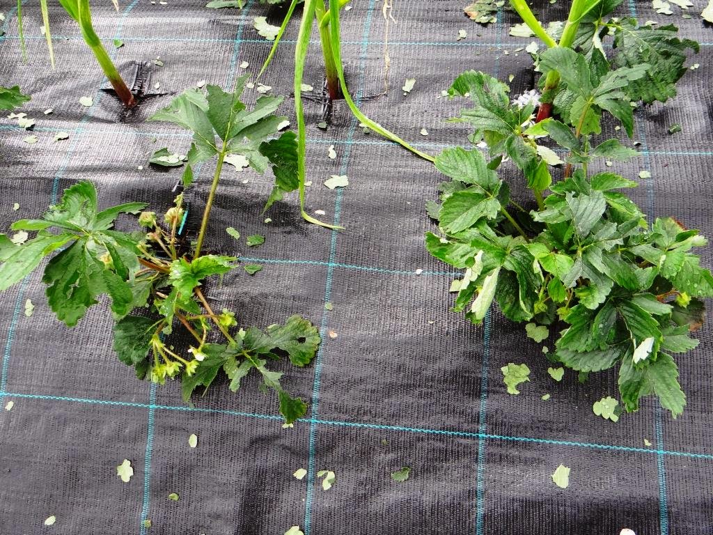 Moj mali svet: Jagode