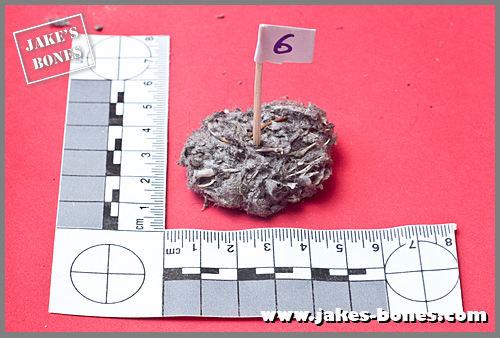 Dissecting bird pellets : Jake's Bones